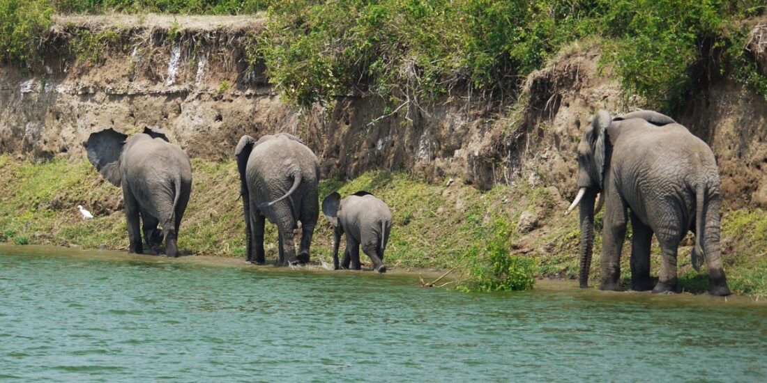 Cuándo es el mejor momento para visitar el parque Queen Elizabeth