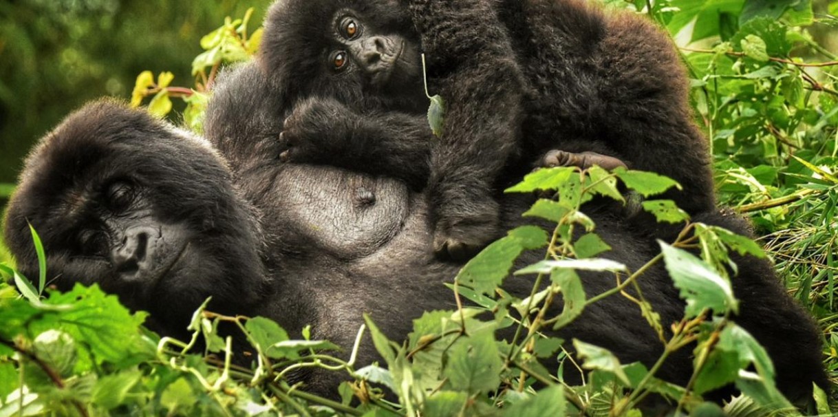 ¿Cuándo ir a Ruanda de safari? - ¿Qué se necesita para viajar a Ruanda?