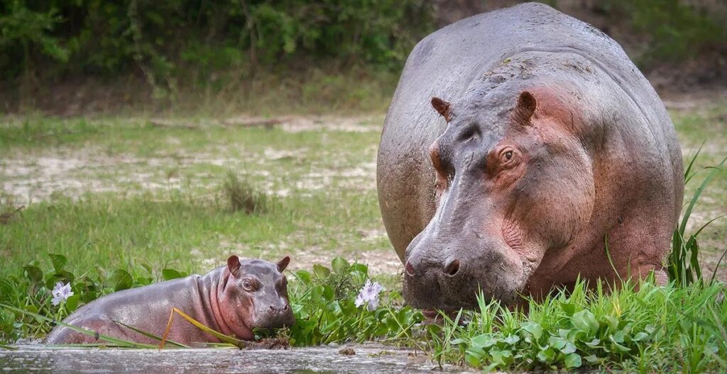 El hipopótamo de Murchison Falls - Dónde más ver hipopótamos Uganda