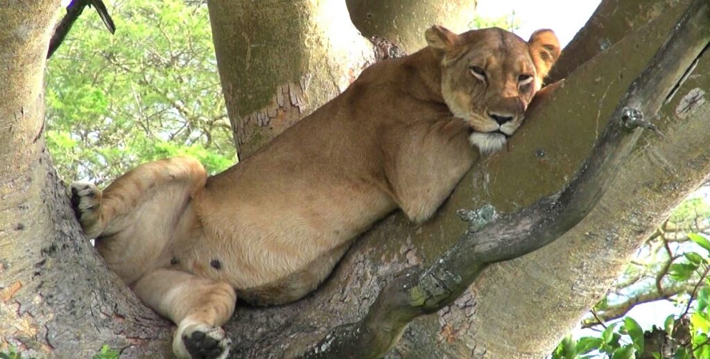 Leones trepadores de árboles en el parque nacional Queen Elizabeth