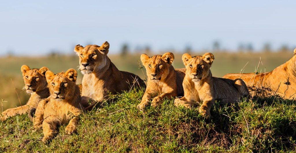 Acceder al parque nacional Queen Elizabeth en transporte aéreo