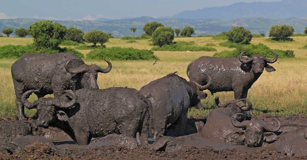 parque nacional Queen Elizabeth - Tour De Gorilas Africanos