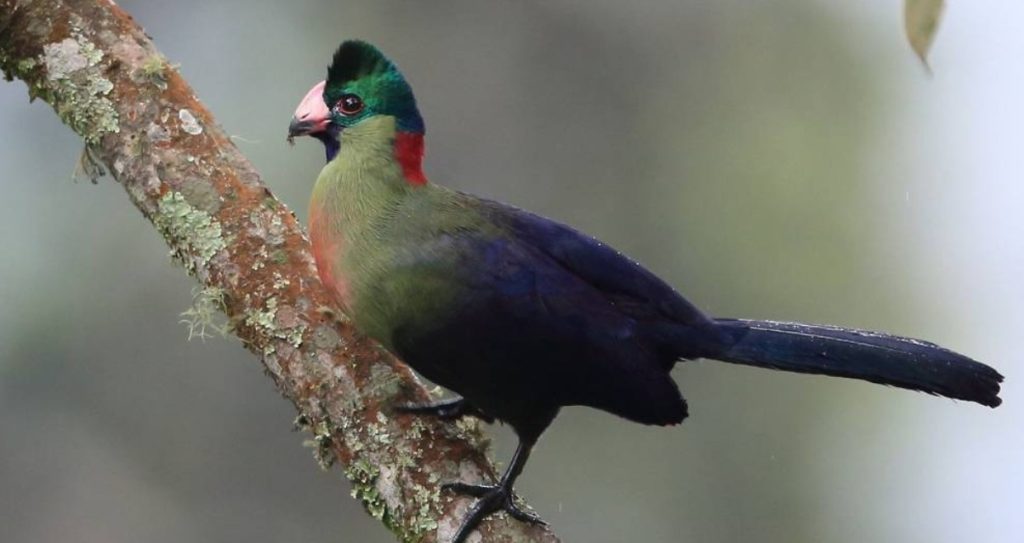 Actividades turísticas en Bwindi - Cómo llegar a Bwindi en el menor
