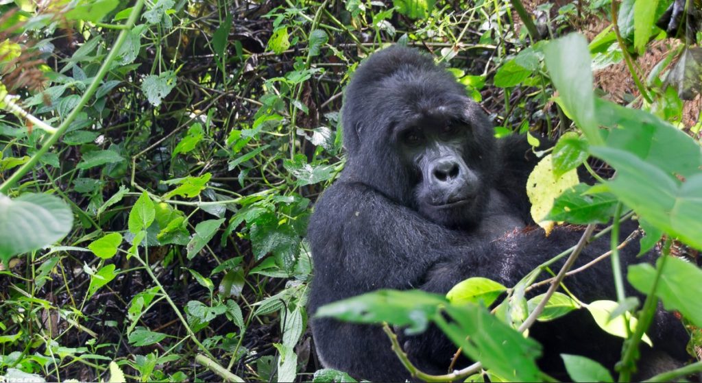 ¿Cómo puedo quedarme más tiempo con los gorilas de Bwindi?