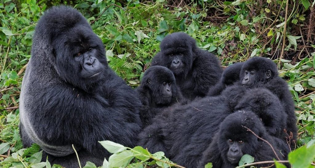 Familia de gorilas Agashya - Tour De Gorilas Africanos