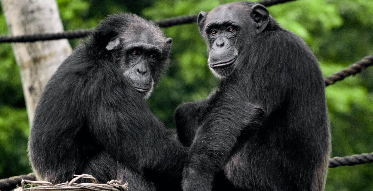 ¿Cuántos permisos para chimpancés en Budongo en un solo día?