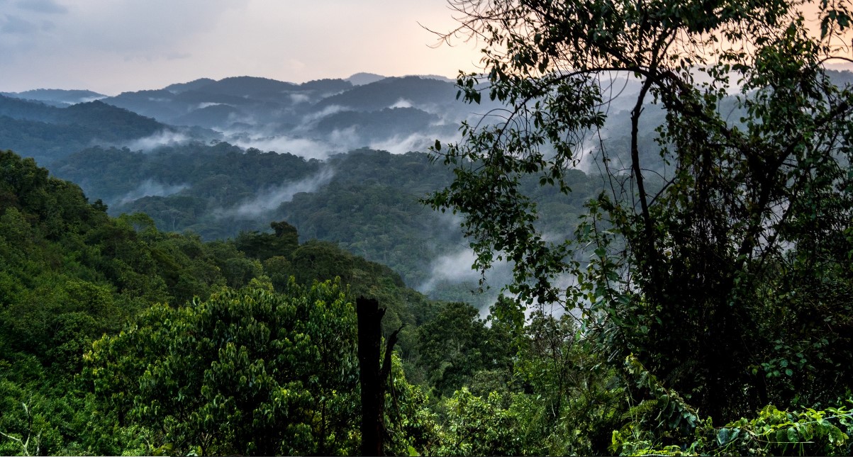 ¿Dónde se encuentra el Bwindi en África? - Tour De Gorilas African