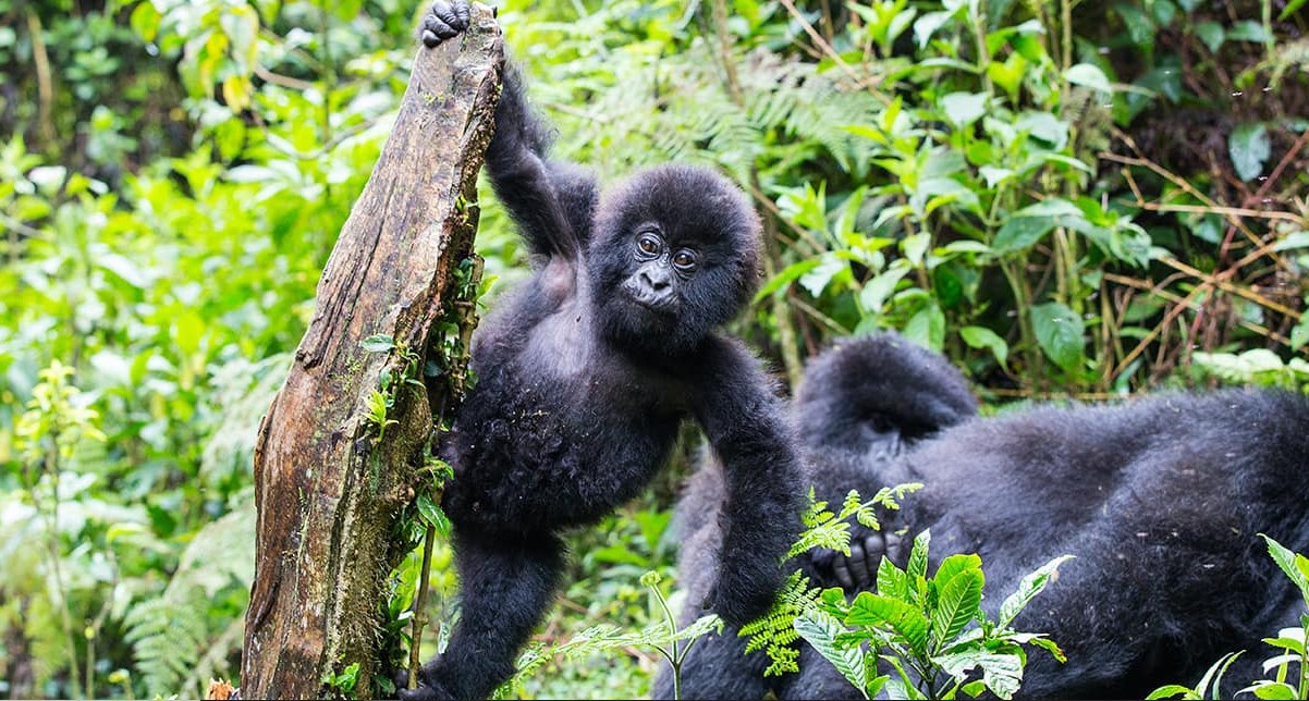¿Por qué es tan caro visitar a los gorilas de montaña de Ruanda?