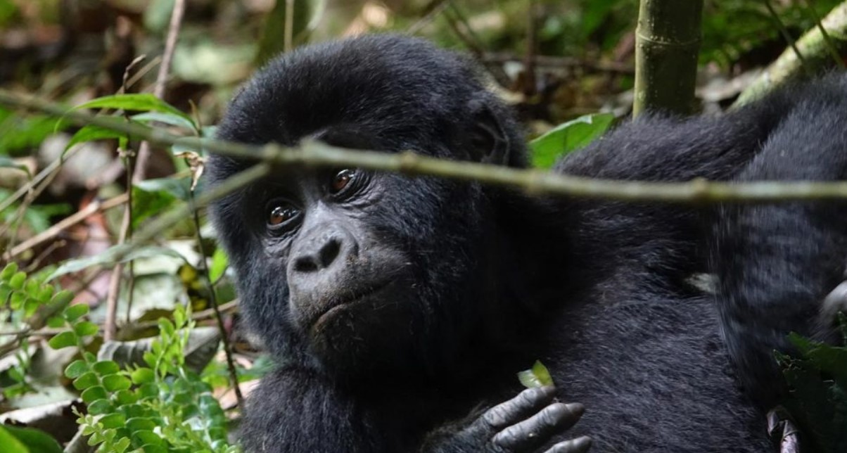 ¿Qué tan seguro es Bwindi durante el trekking de gorilas?