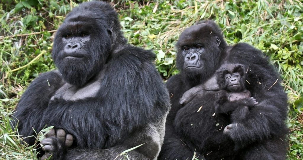 Familia de gorilas hirwa - Parque Nacional de los Volcanes
