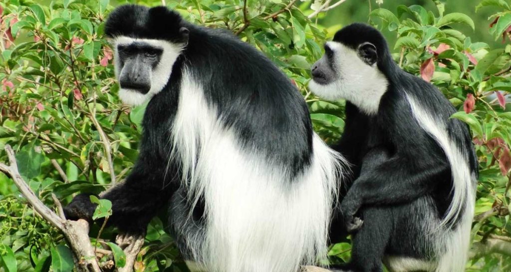 Vida silvestre en el Parque Nacional del Bosque Nyungwe