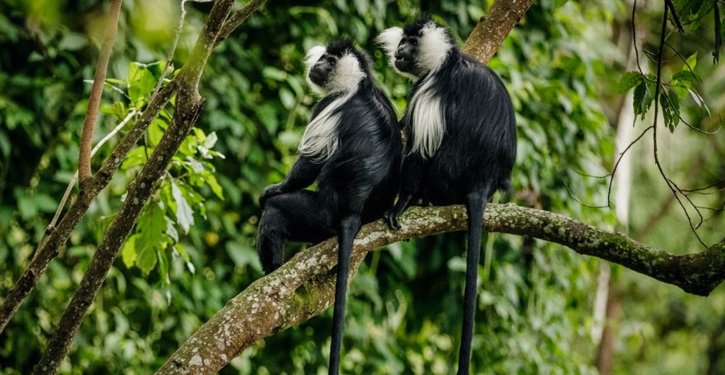Por qué visitar el parque nacional del bosque de Nyungwe
