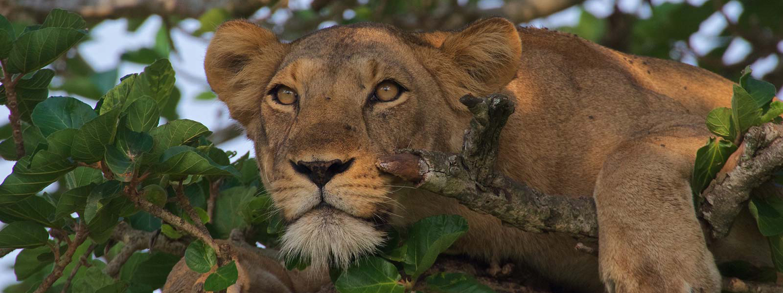Viaje de 2 días al parque nacional Queen Elizabeth