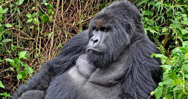 Parque Nacional Virunga en Congo- Tour De Gorilas Africano