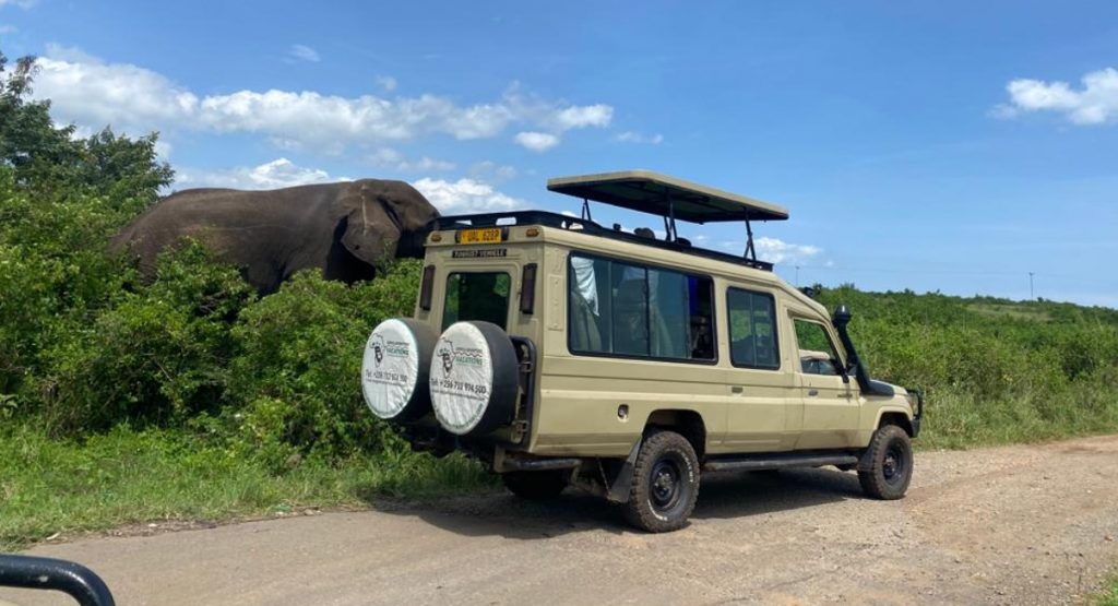 ¿Cuándo es la mejor época para visitar Uganda y hacer un safari?